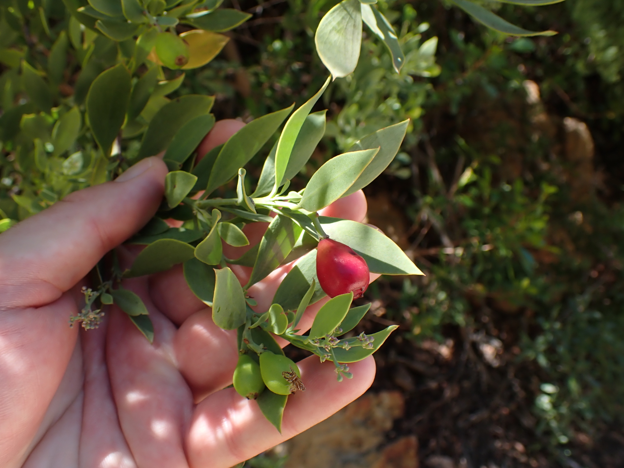 Osyris compressa (P.J.Bergius) A.DC.