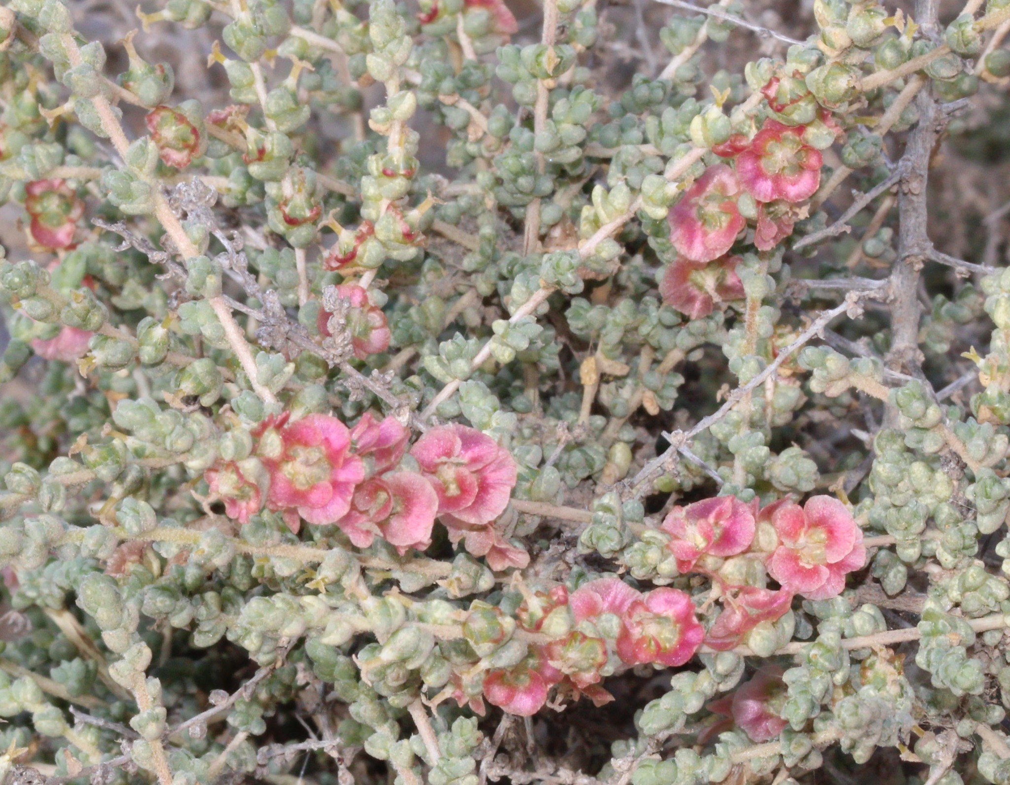 Caroxylon vermiculatum (L.) Akhani & Roalson
