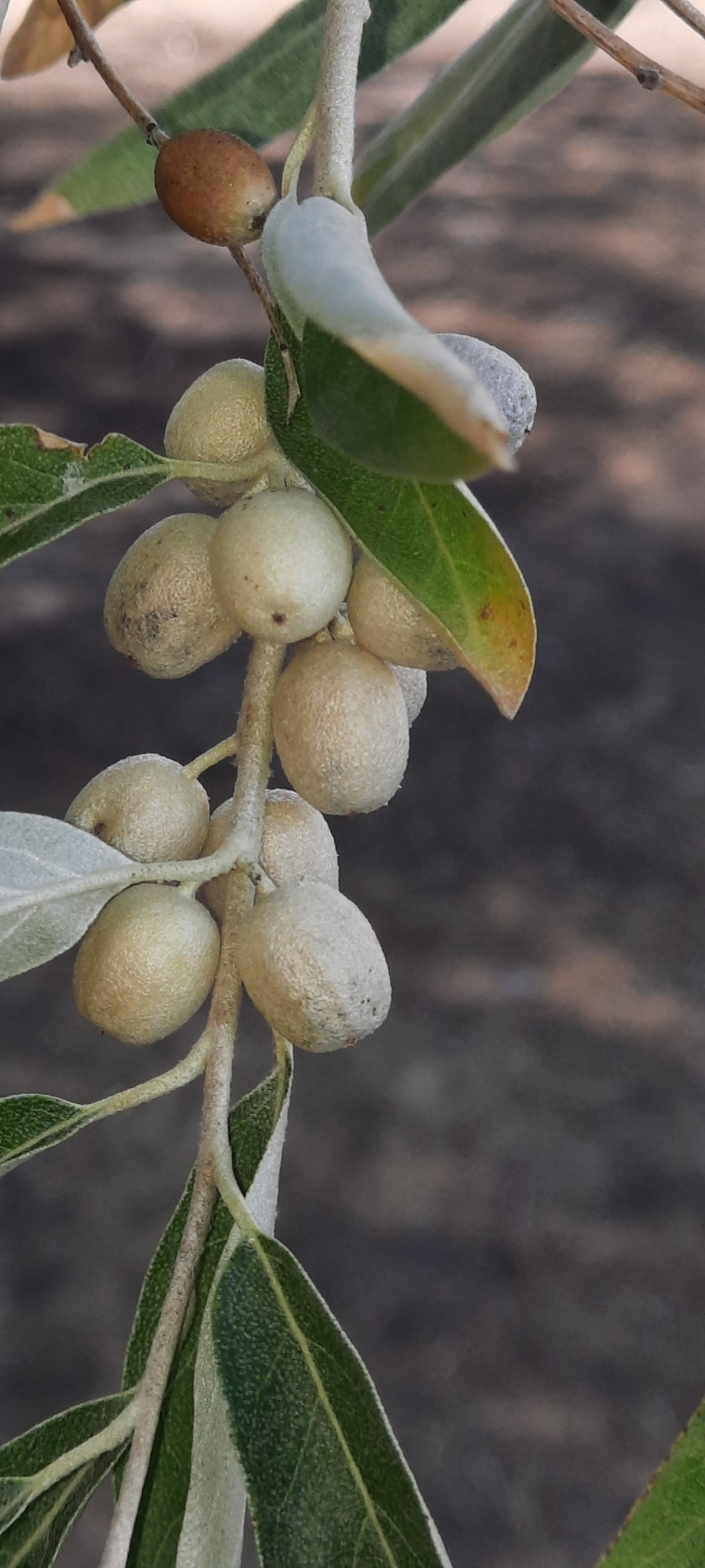 Elaeagnus angustifolia L.