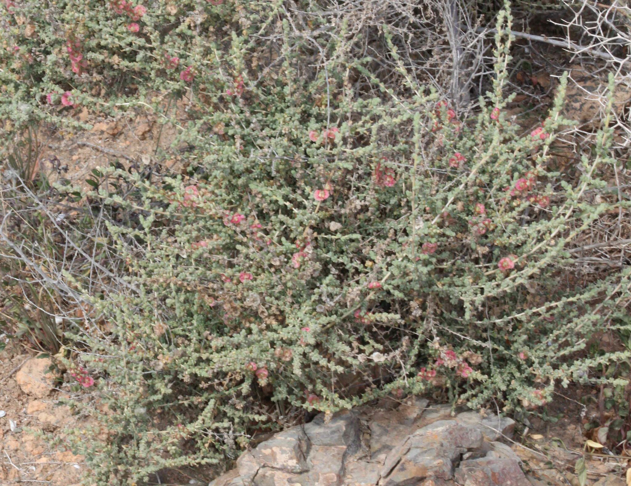 Caroxylon vermiculatum (L.) Akhani & Roalson