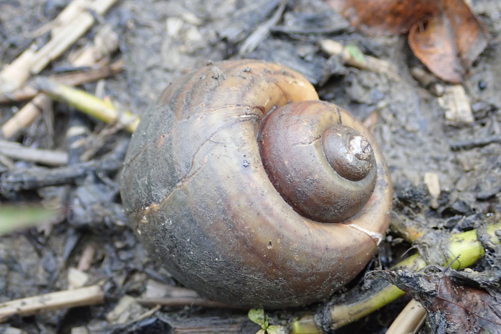 Pomacea canaliculata (Lamarck, 1822)