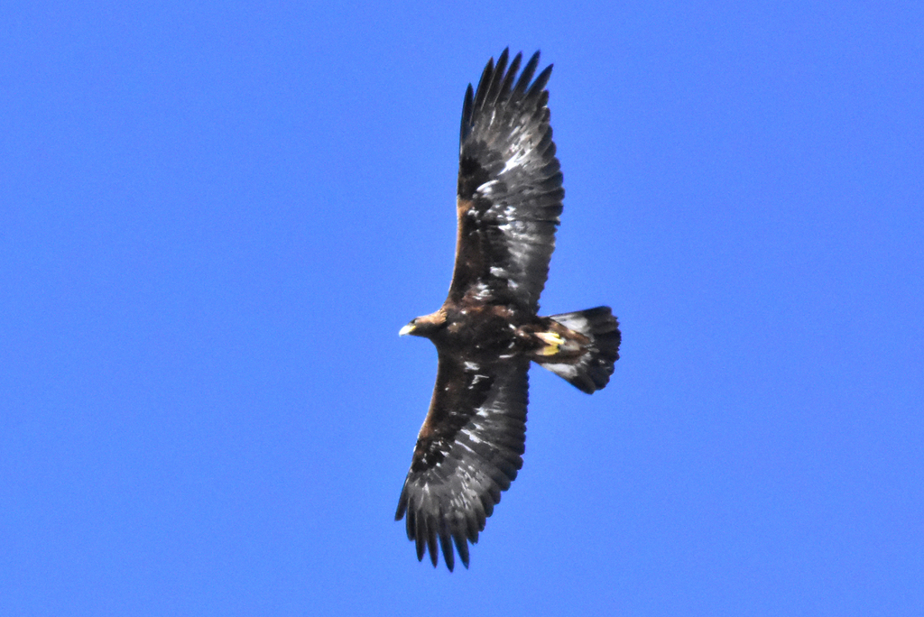 Himalayan Golden Eagle from Тюлькубасский, Казахстан on January 21 ...