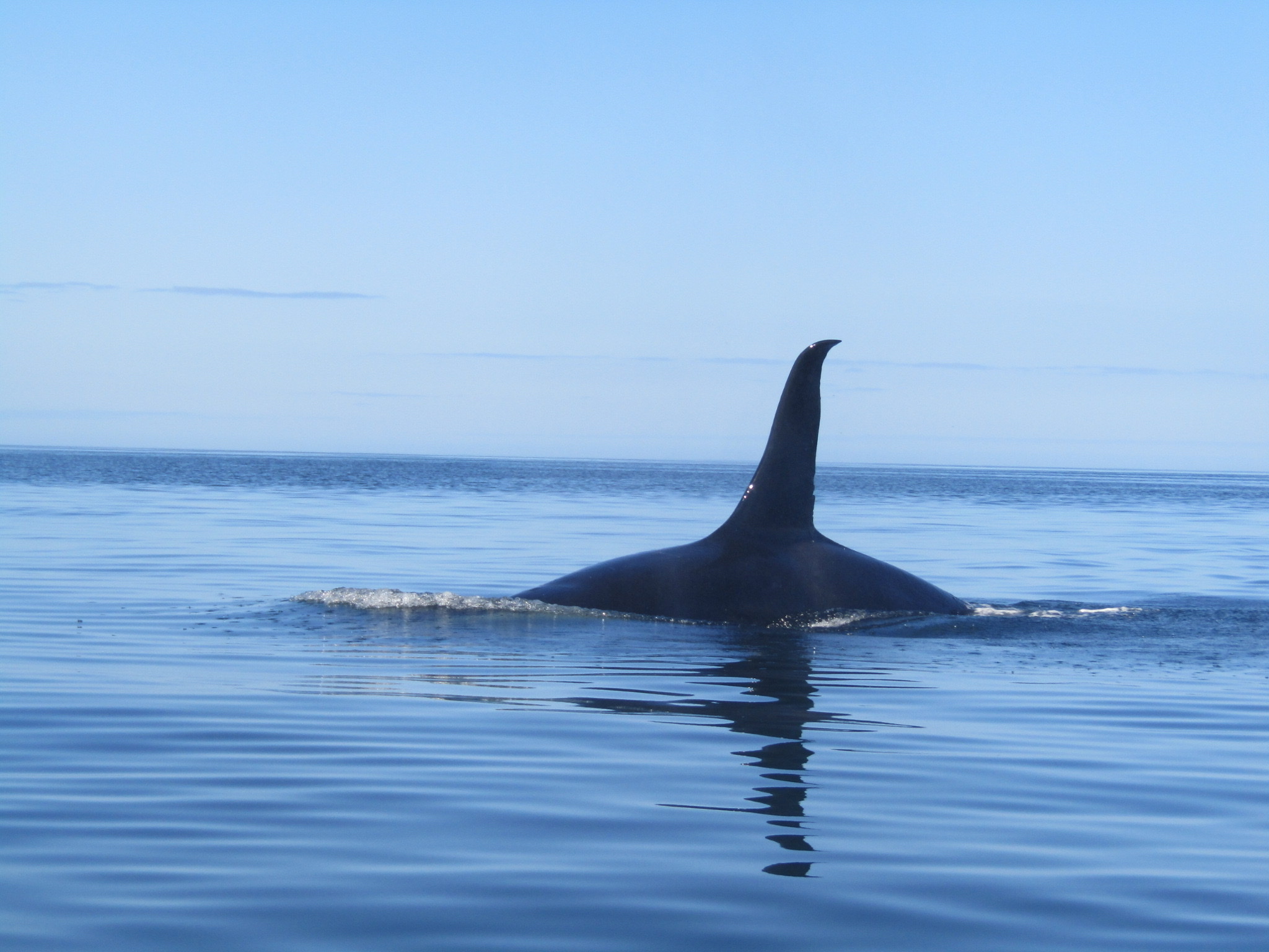 Orcinus orca (Linnaeus, 1758)