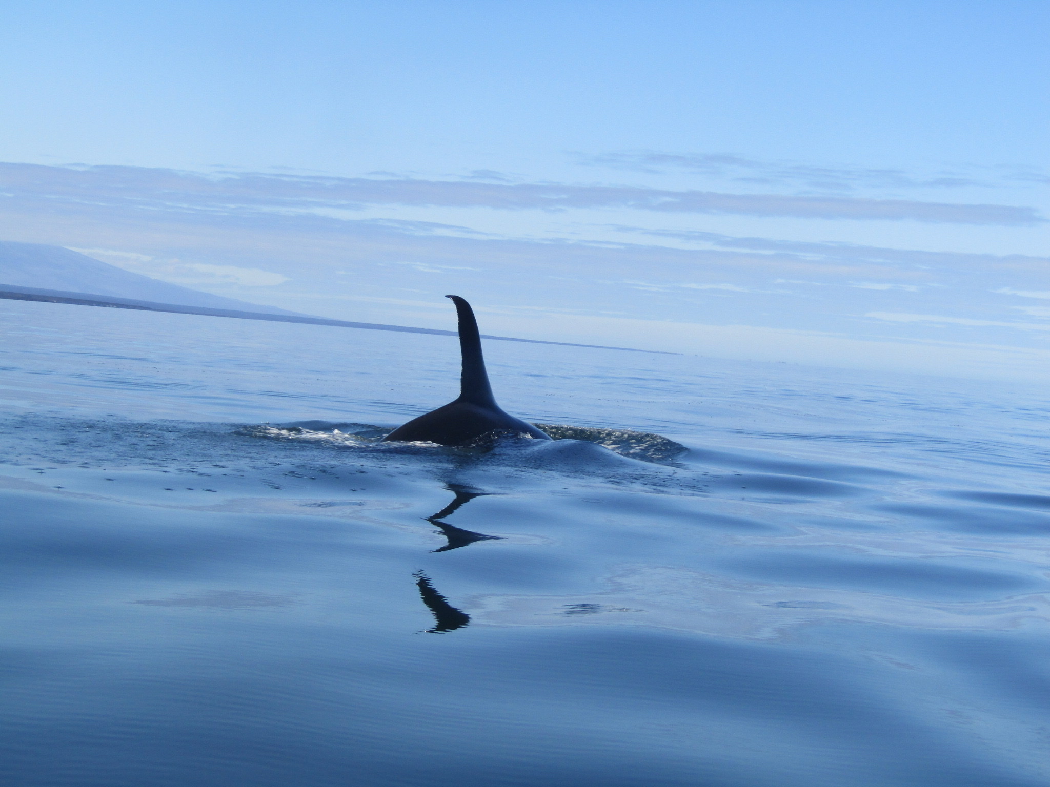 Orcinus orca (Linnaeus, 1758)