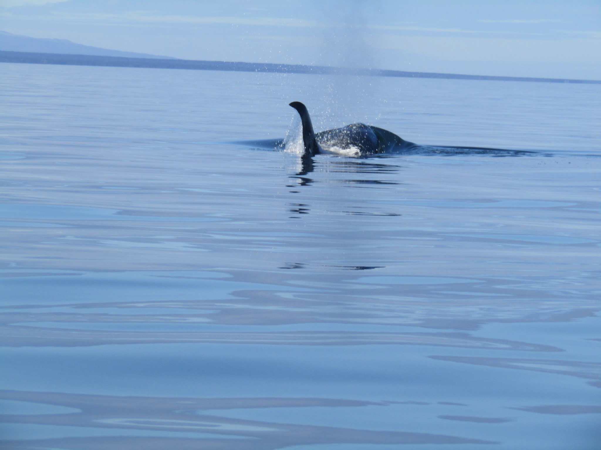 Orcinus orca (Linnaeus, 1758)