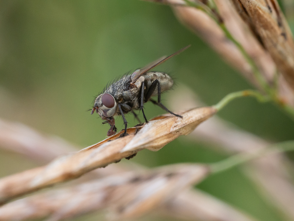 Cluster Flies from Zelyony Gorod, Nizhny Novgorod Oblast, Russia on ...