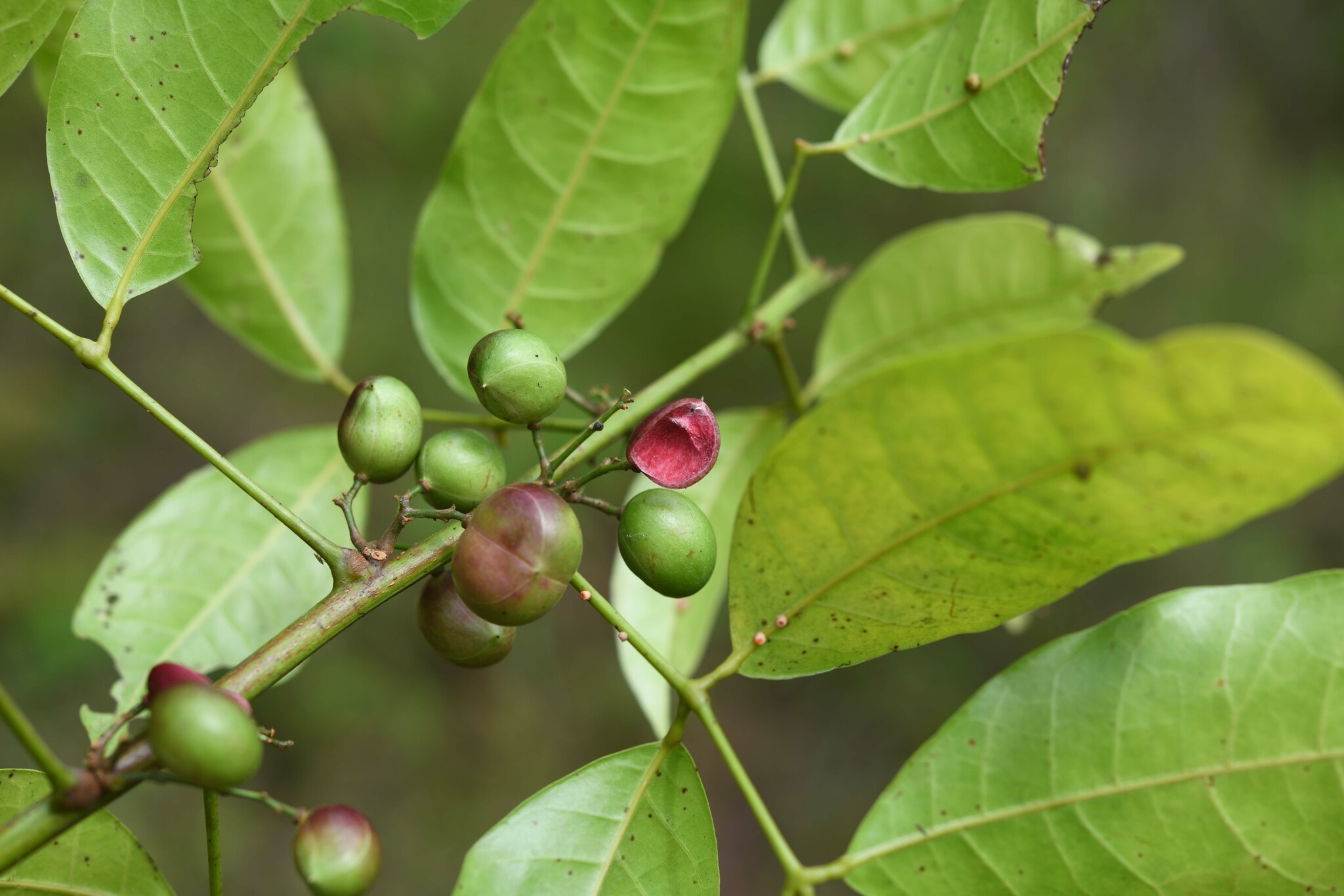 Protium heptaphyllum (Aubl.) Marchand