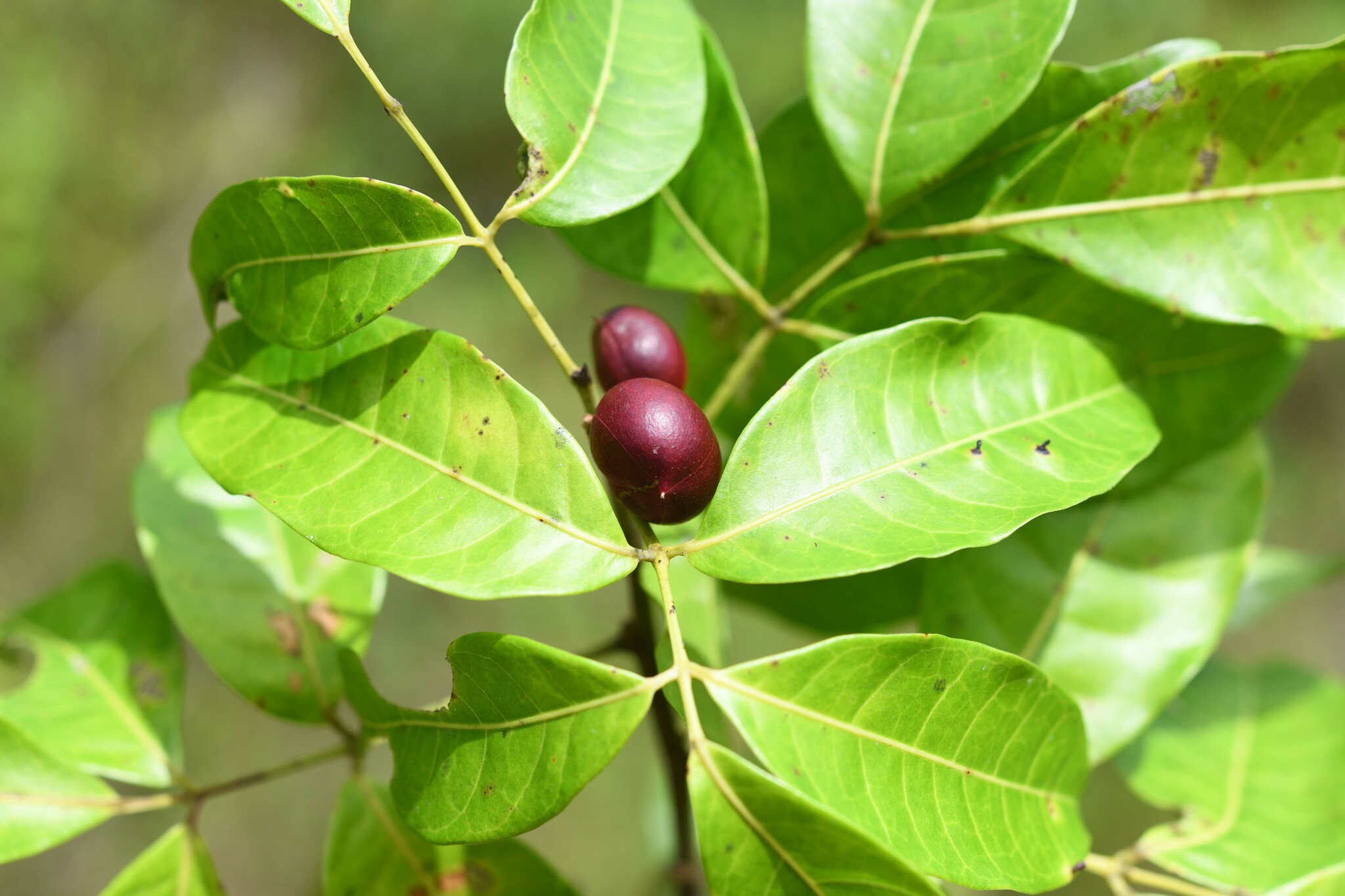 Protium heptaphyllum (Aubl.) Marchand