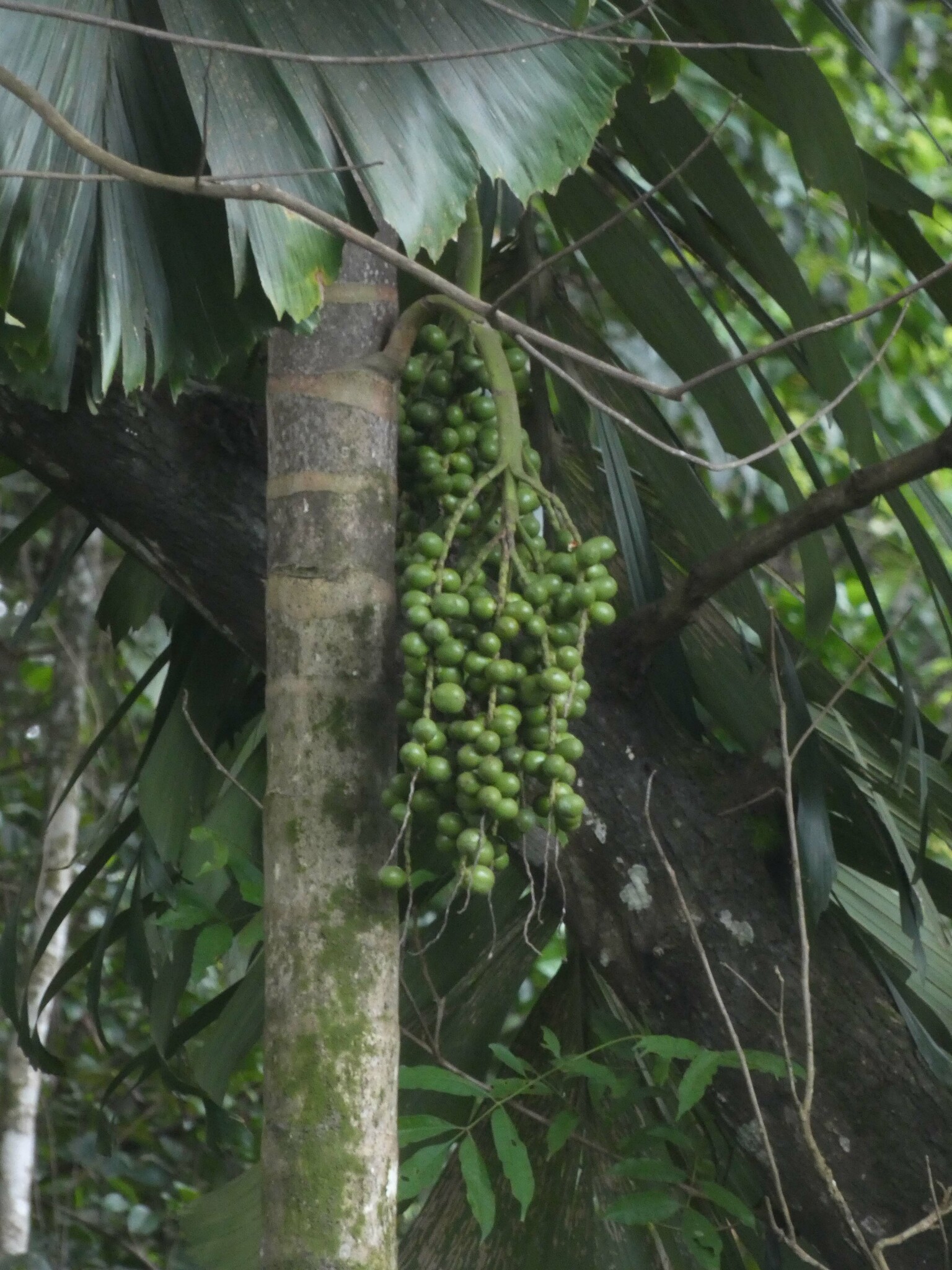 Socratea exorrhiza (Mart.) H.Wendl.