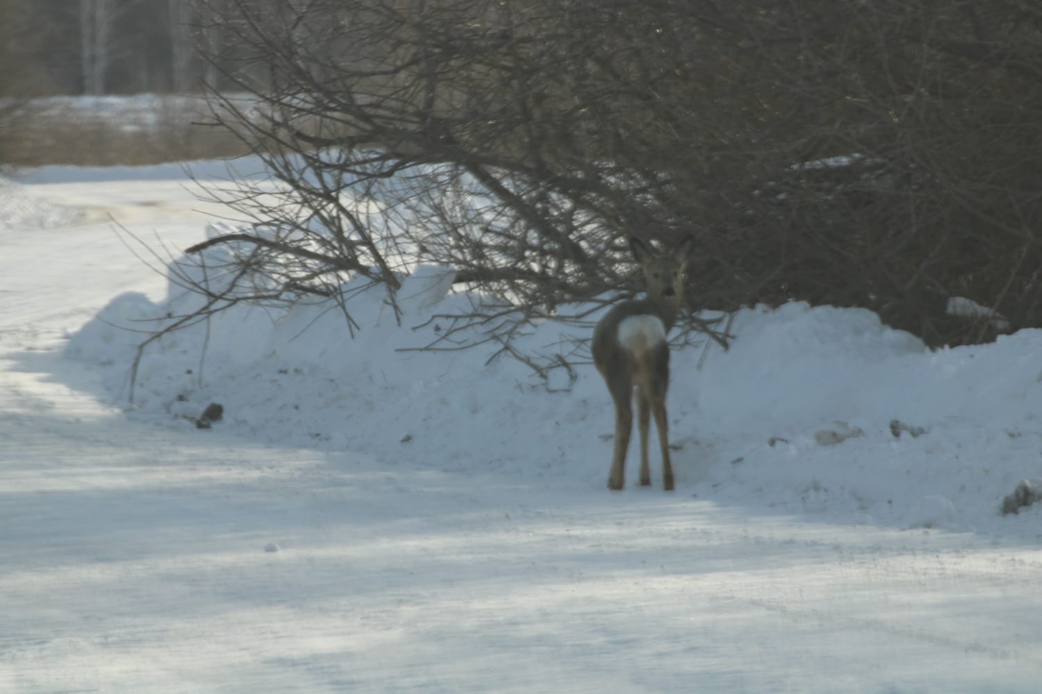 Capreolus pygargus (Pallas, 1771)