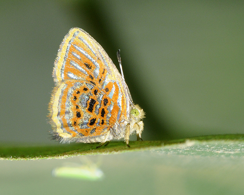 Panamanian Sarota (Sarota gamelia) · iNaturalist
