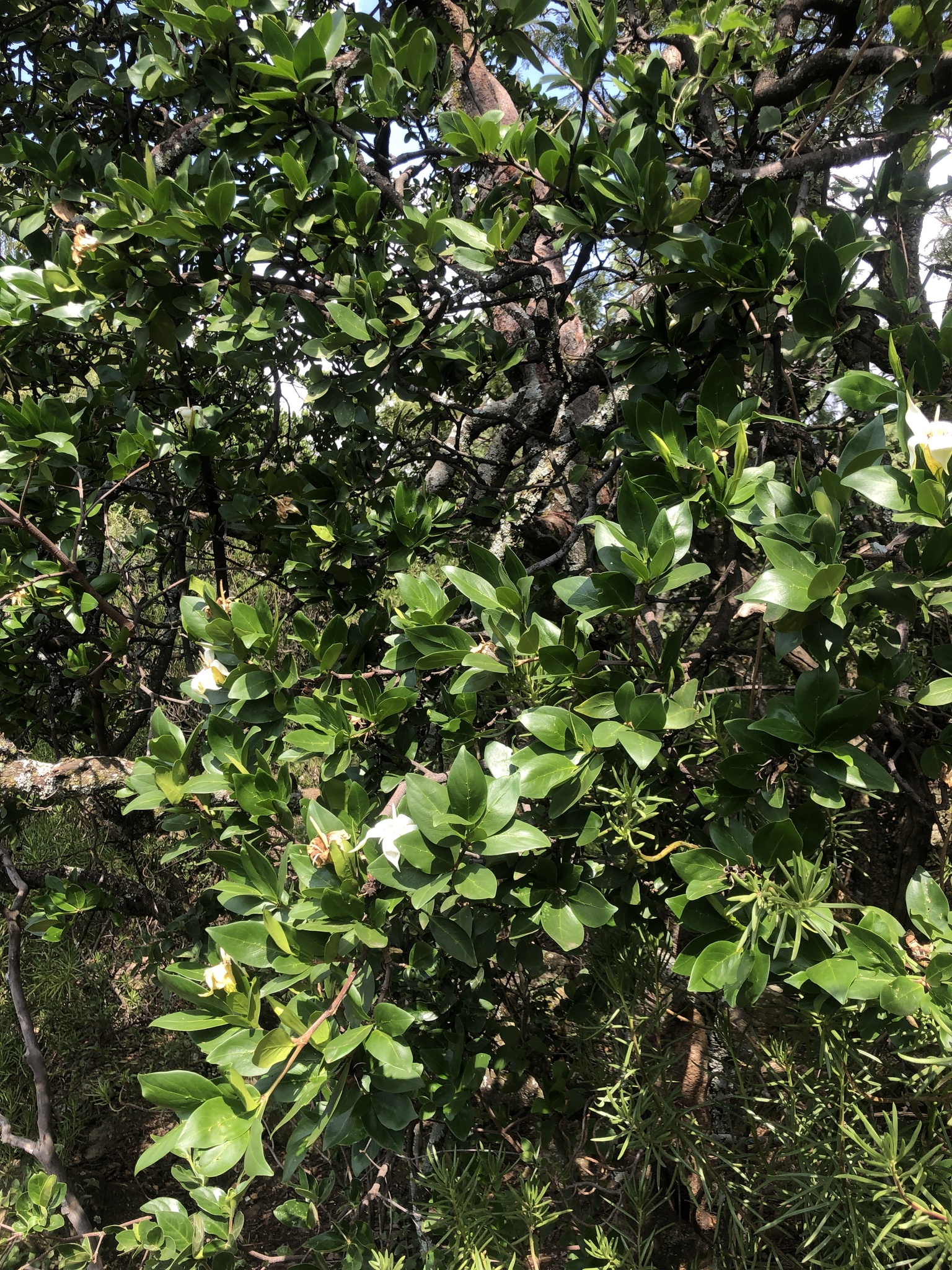 Rothmannia capensis Thunb.