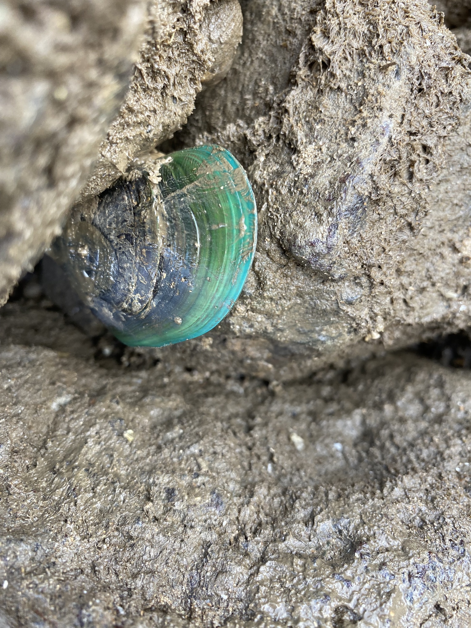 Perna viridis (Linnaeus, 1758)