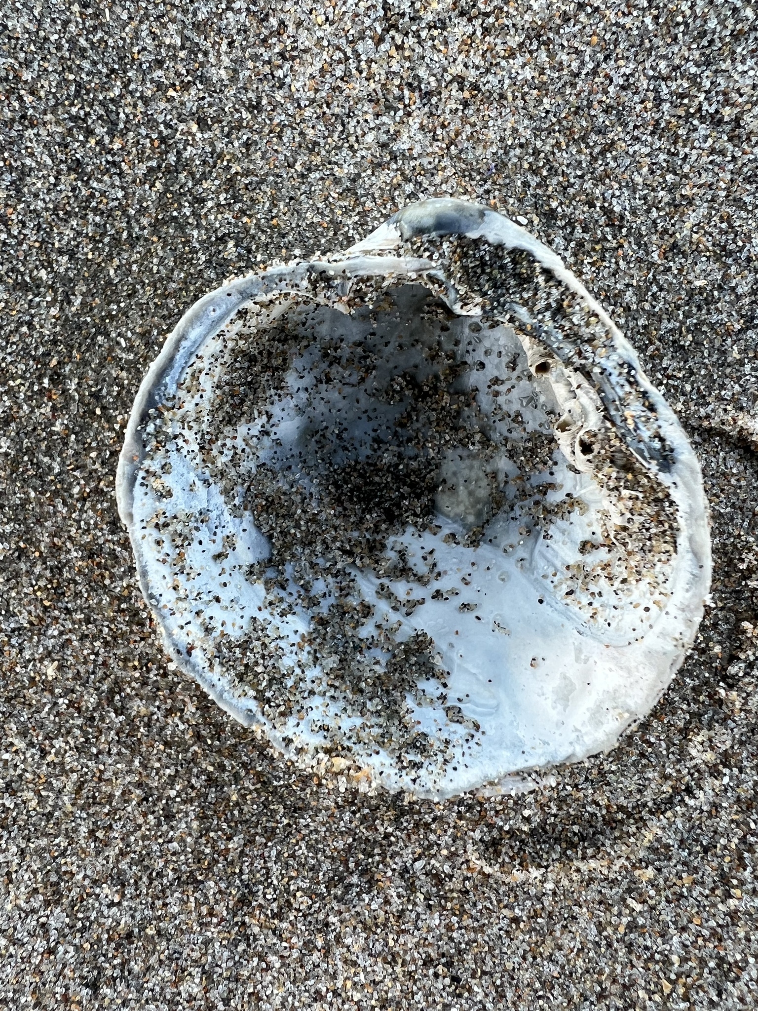 Leukoma staminea (Conrad, 1837)