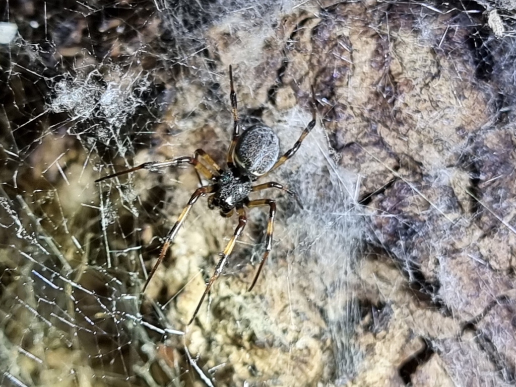 Asian Hermit Spider from จำปาสัก ลาว on January 21, 2023 at 08:21 PM by ...