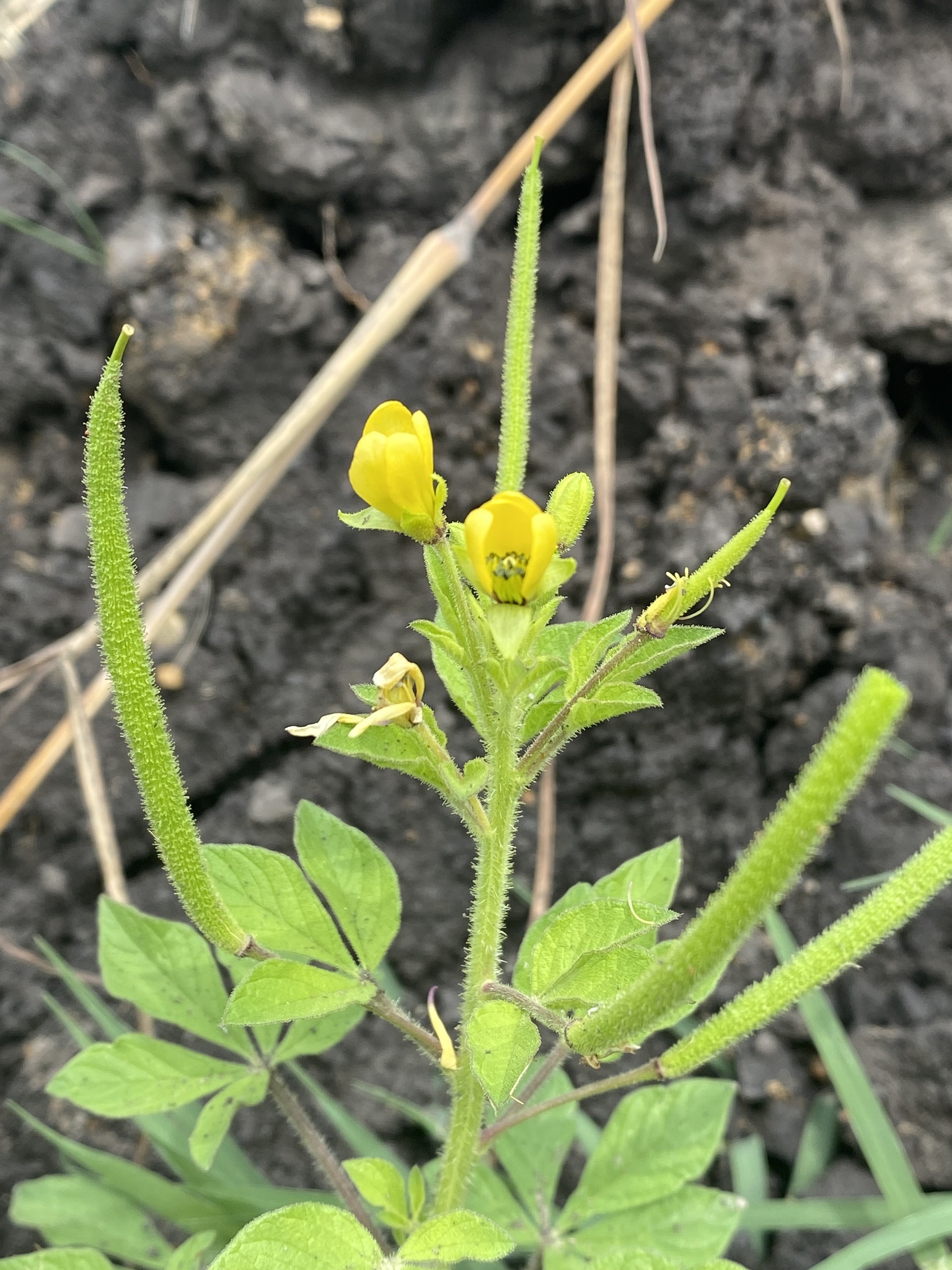 Arivela viscosa (L.) Raf.