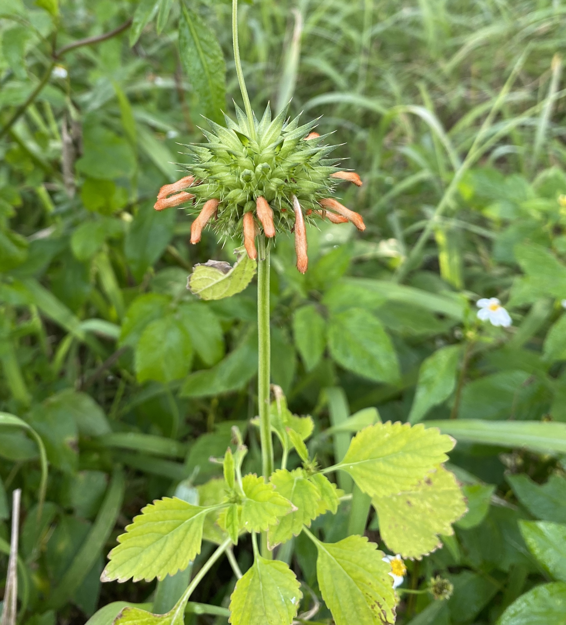 Leonotis nepetifolia (L.) R.Br.