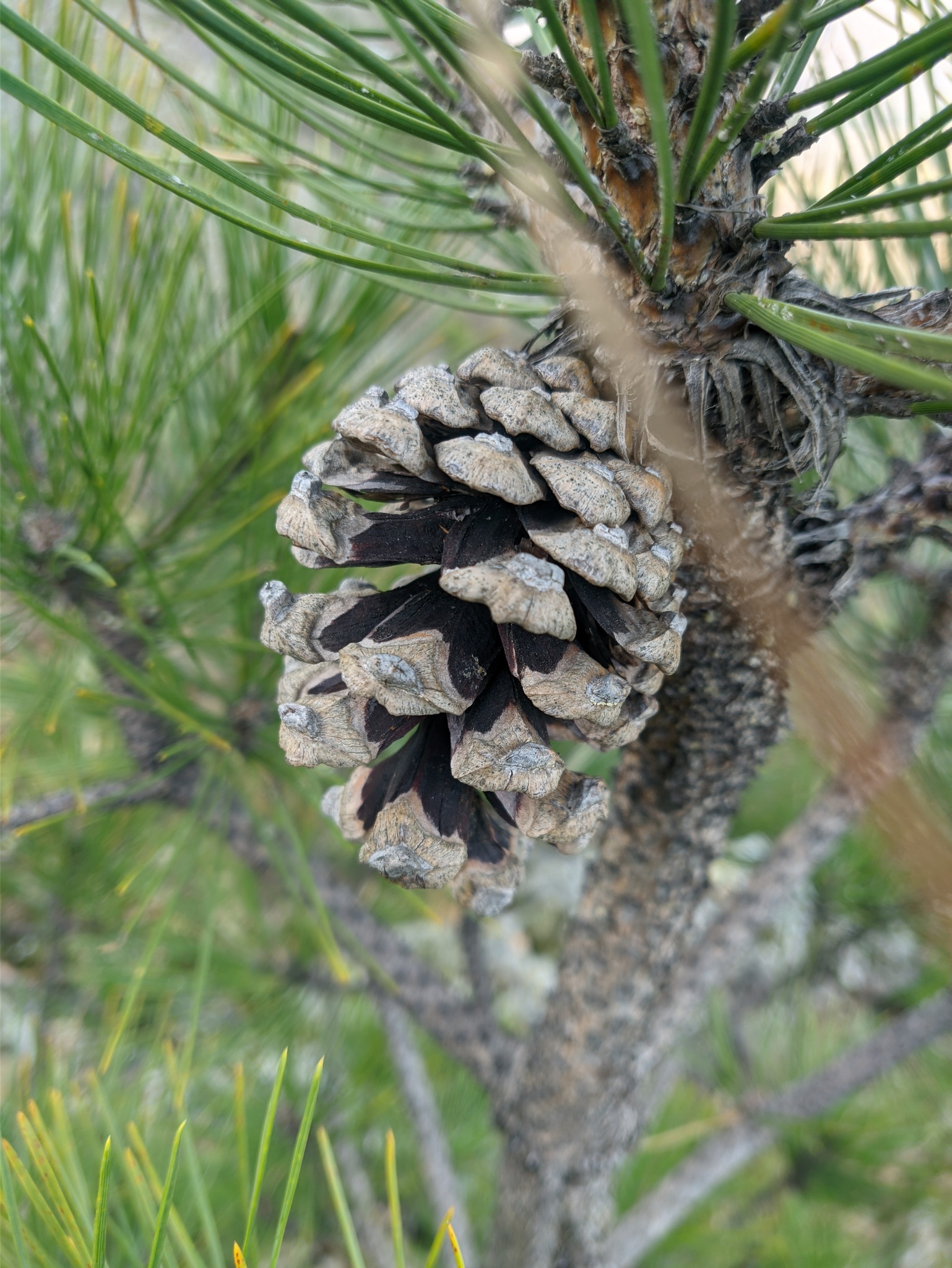 Pinus nigra J.F.Arnold