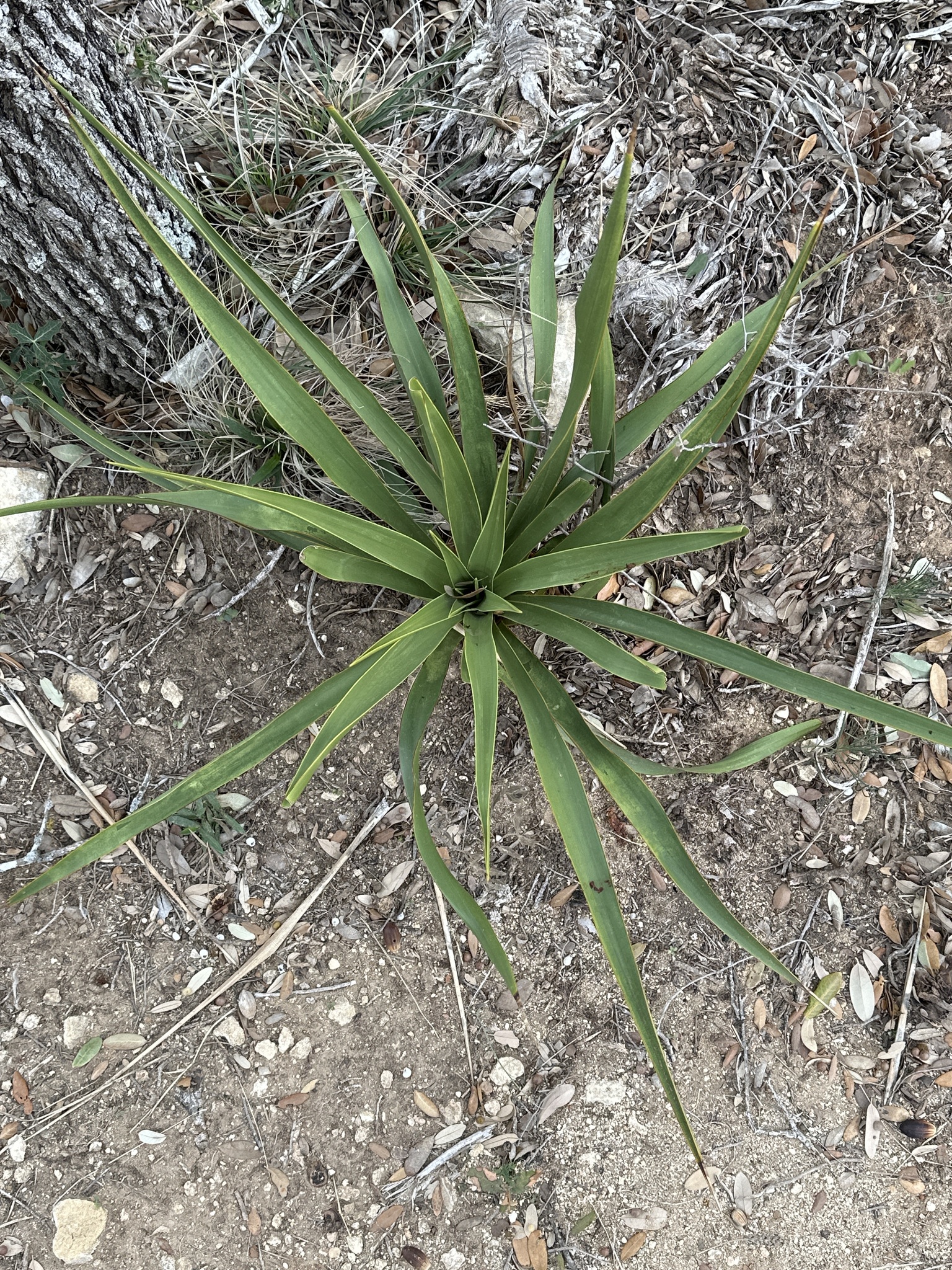Yucca rupicola Scheele