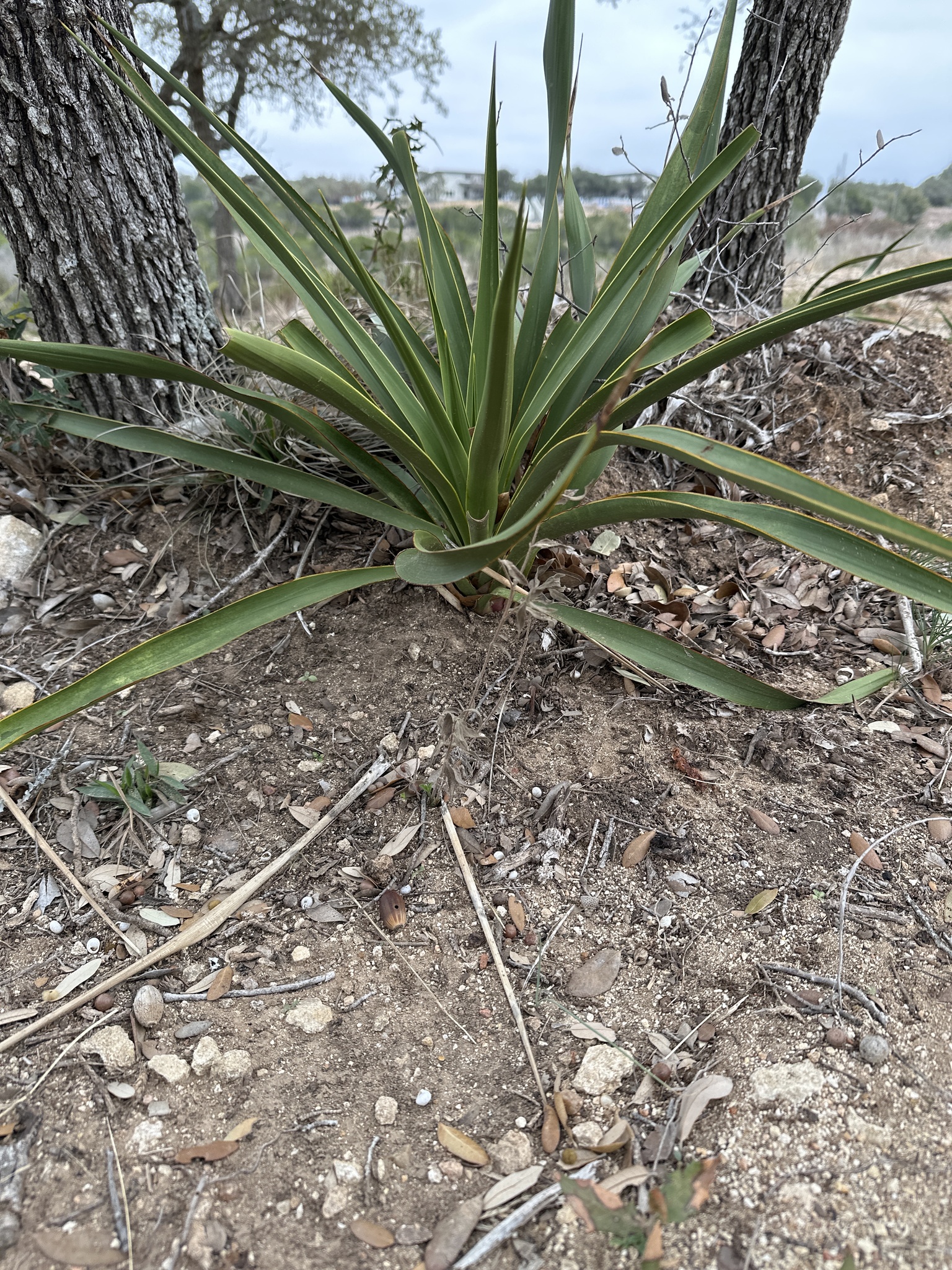 Yucca rupicola Scheele