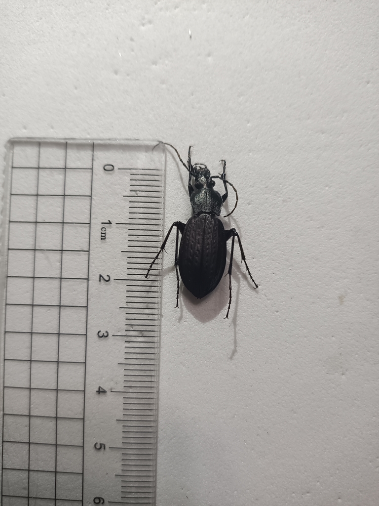 Carabus wulffiusi from 新宾满族自治县南杂木镇 on July 05, 2022 by mlprdun ...