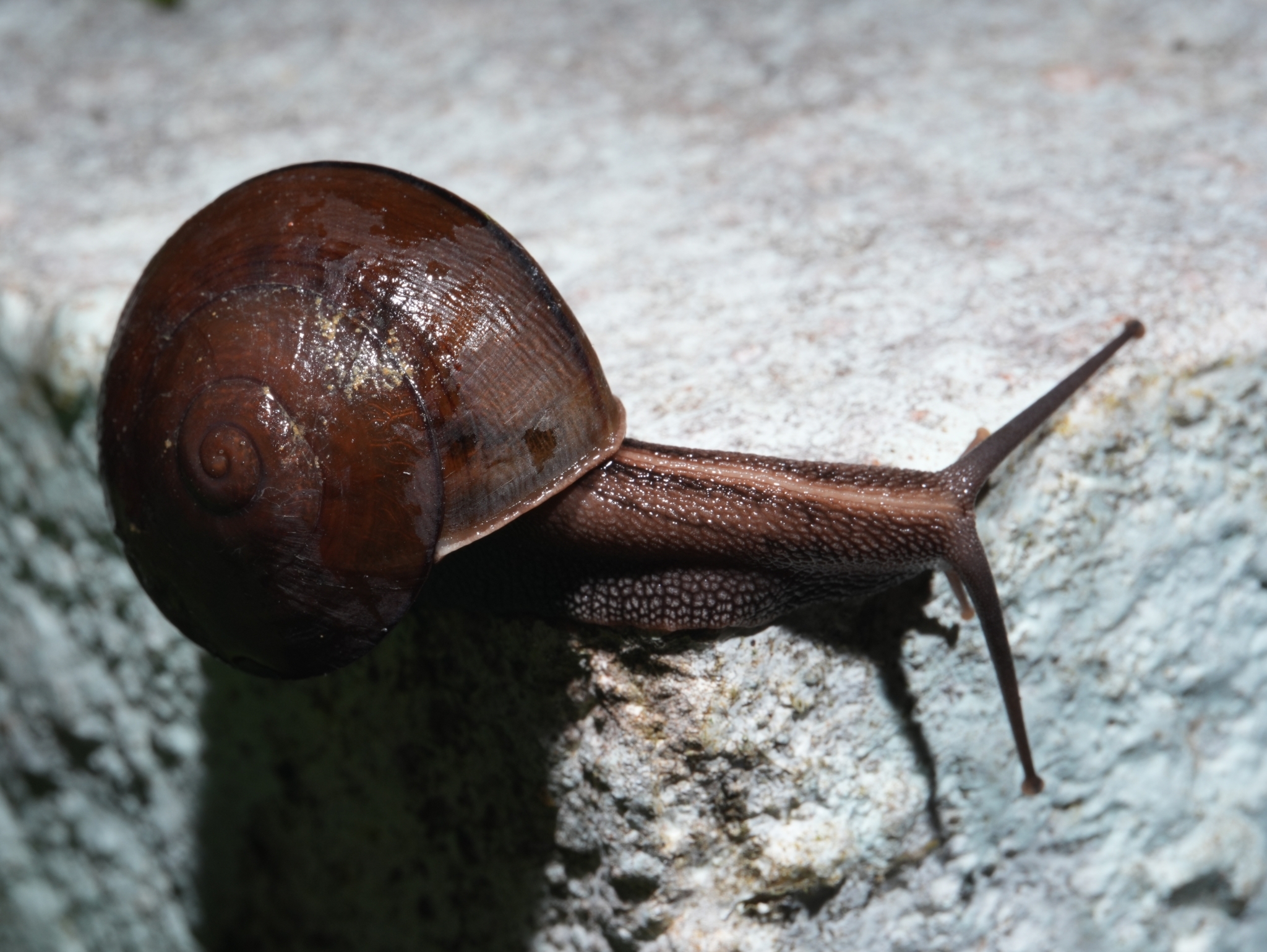 Camaena hainanensis (H.Adams, 1870)