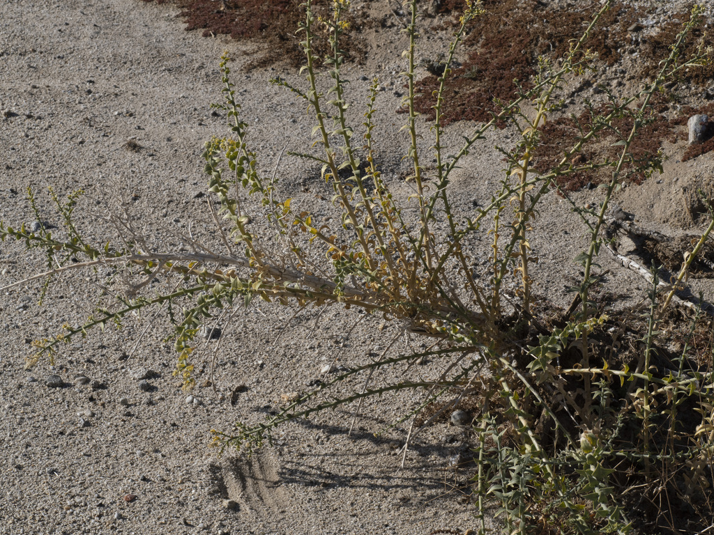 Thurber's Sandpaper Plant from Anza-Borrego Desert, San Diego ...