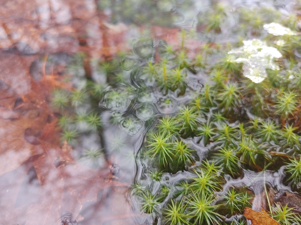 Common Haircap Moss from Douglas, MA 01516, USA on January 21, 2023 at ...