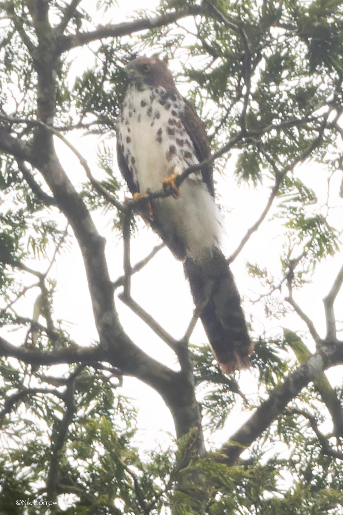 Urotriorchis macrourus (Hartlaub, 1855)