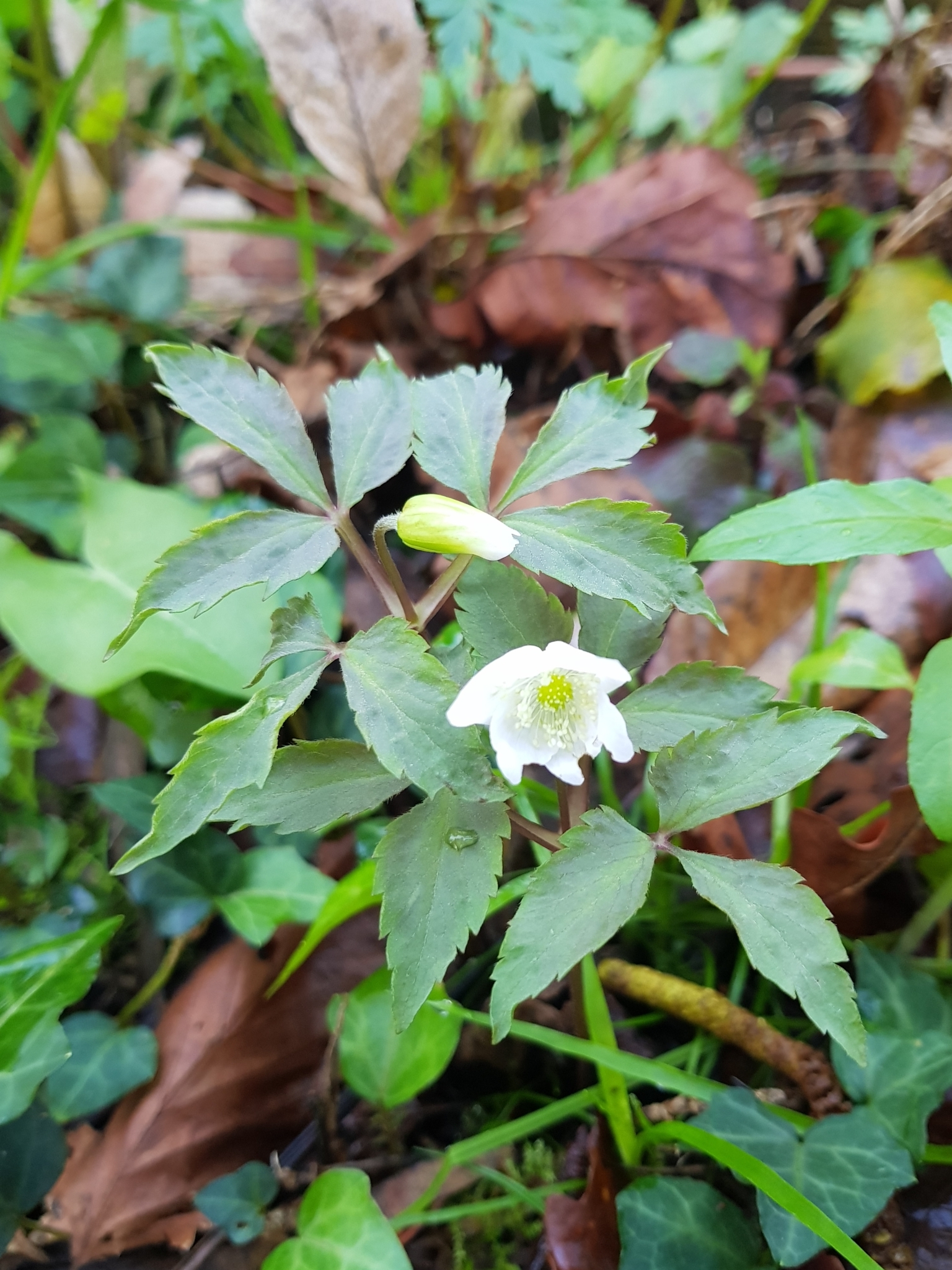 Anemone trifolia L.