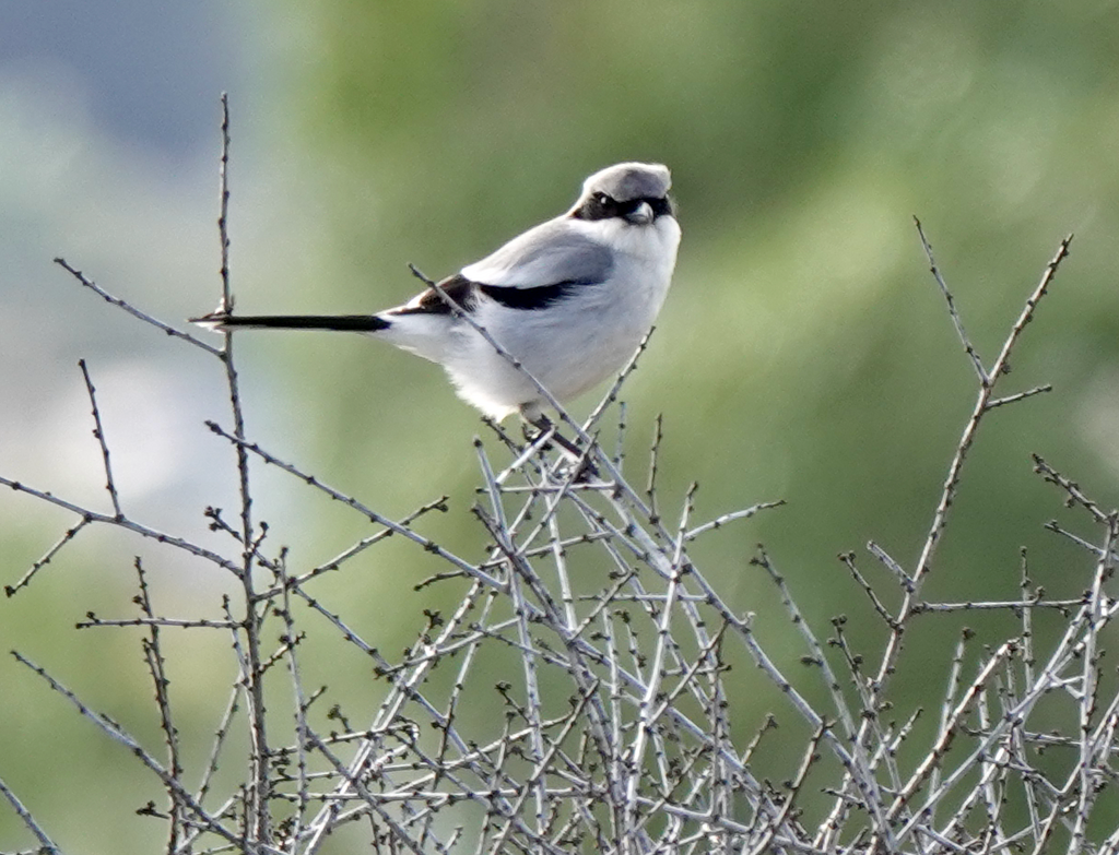 Loggerhead Shrike from Santa Barbara County, CA, USA on January 16 ...