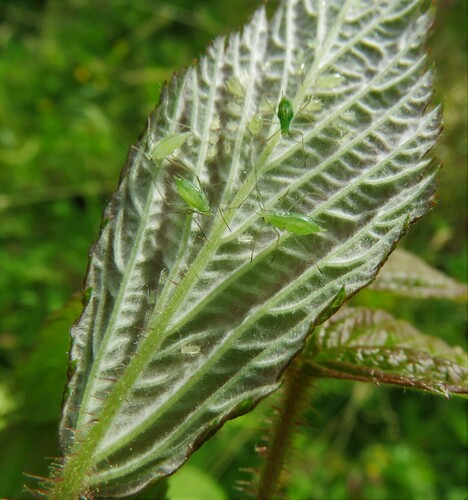 American Large Raspberry Aphid (Amphorophora agathonica) · iNaturalist