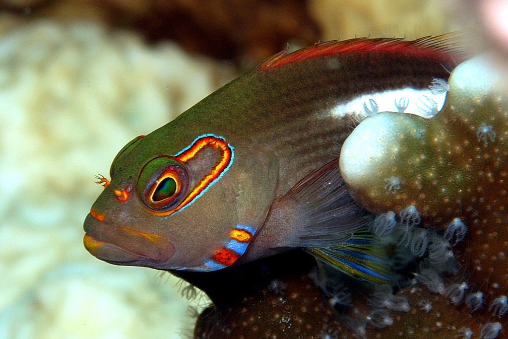 Hawkfishes (Cirrhitidae) - Marine Life Identification