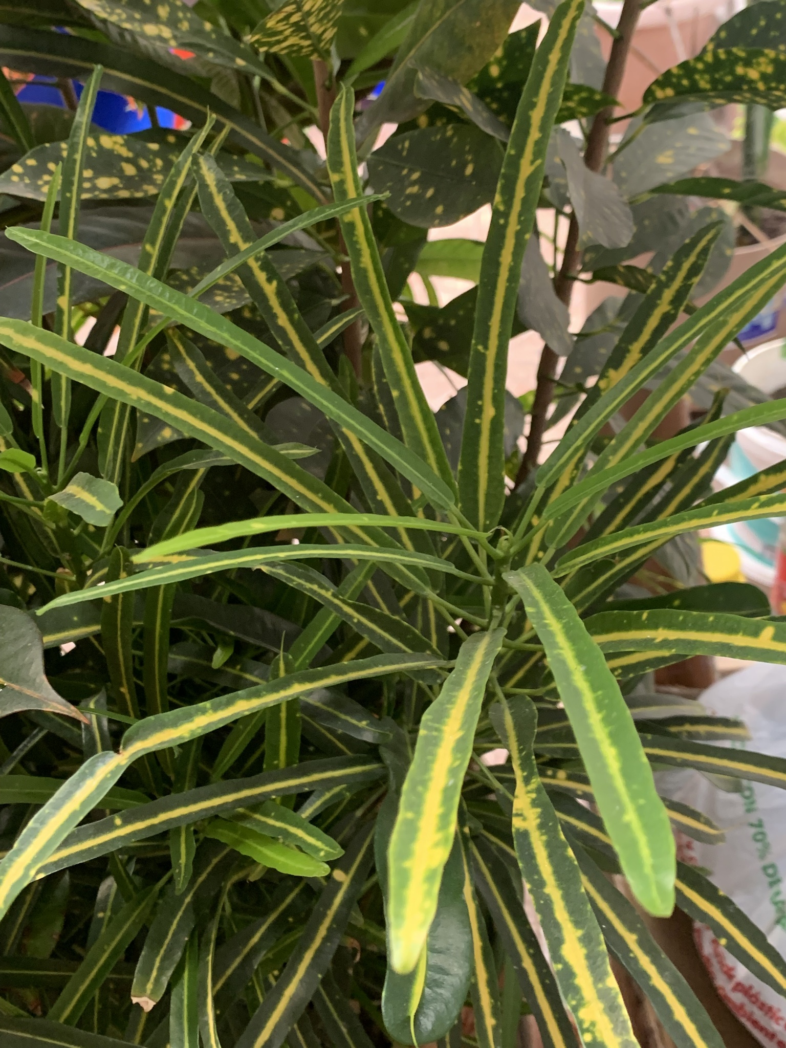 Codiaeum variegatum (L.) Rumph. ex A.Juss.