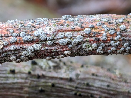 Coccomyces strobi · iNaturalist