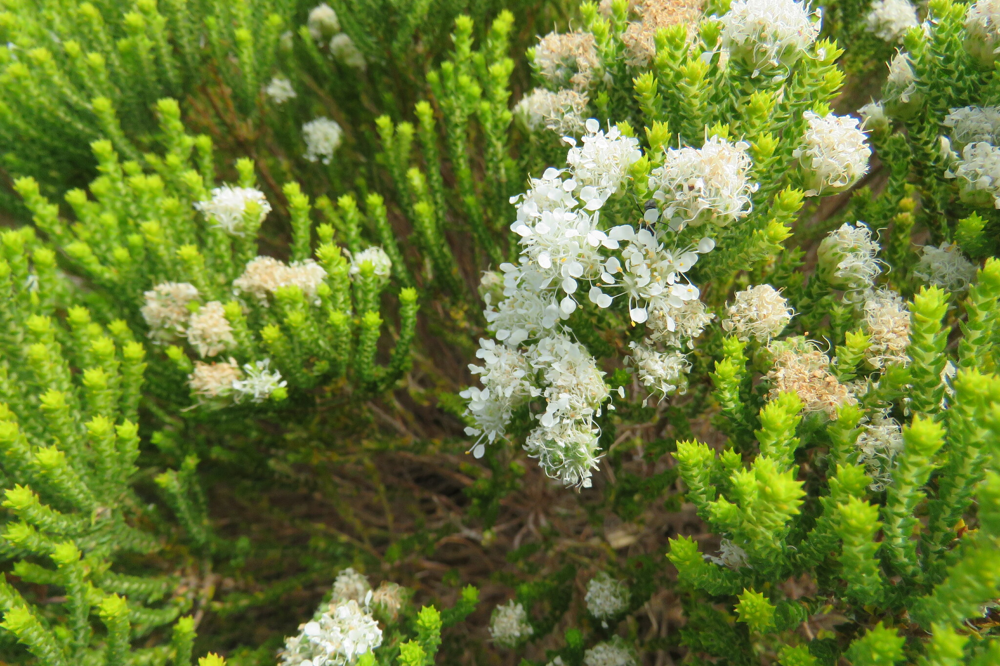 Agathosma capensis (L.) Druce
