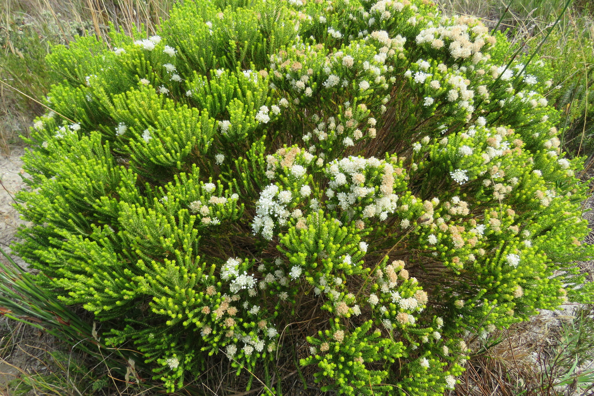 Agathosma capensis (L.) Druce