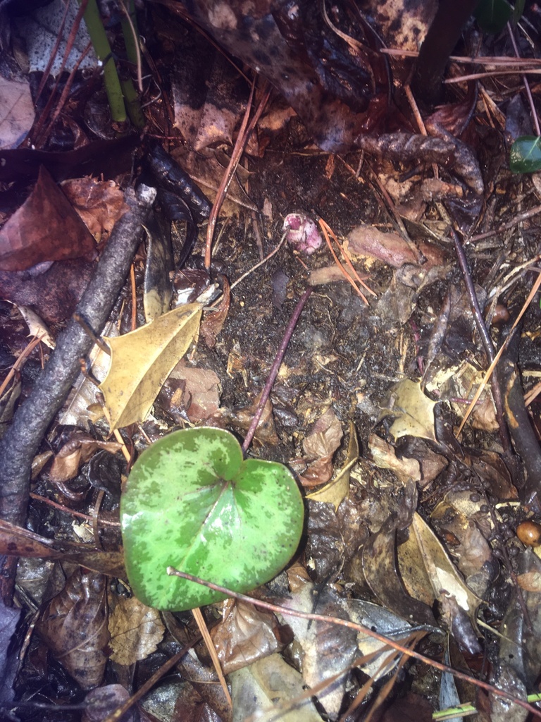 Virginia heartleaf from Caroline County, VA, USA on March 07, 2018 at ...