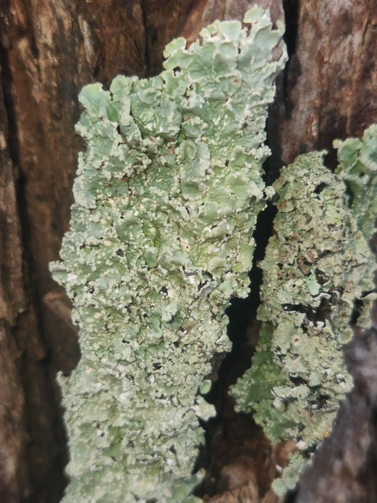 common lichens from Hempfield Township, PA, USA on January 21, 2023 at 02:36 PM by John Plischke ...