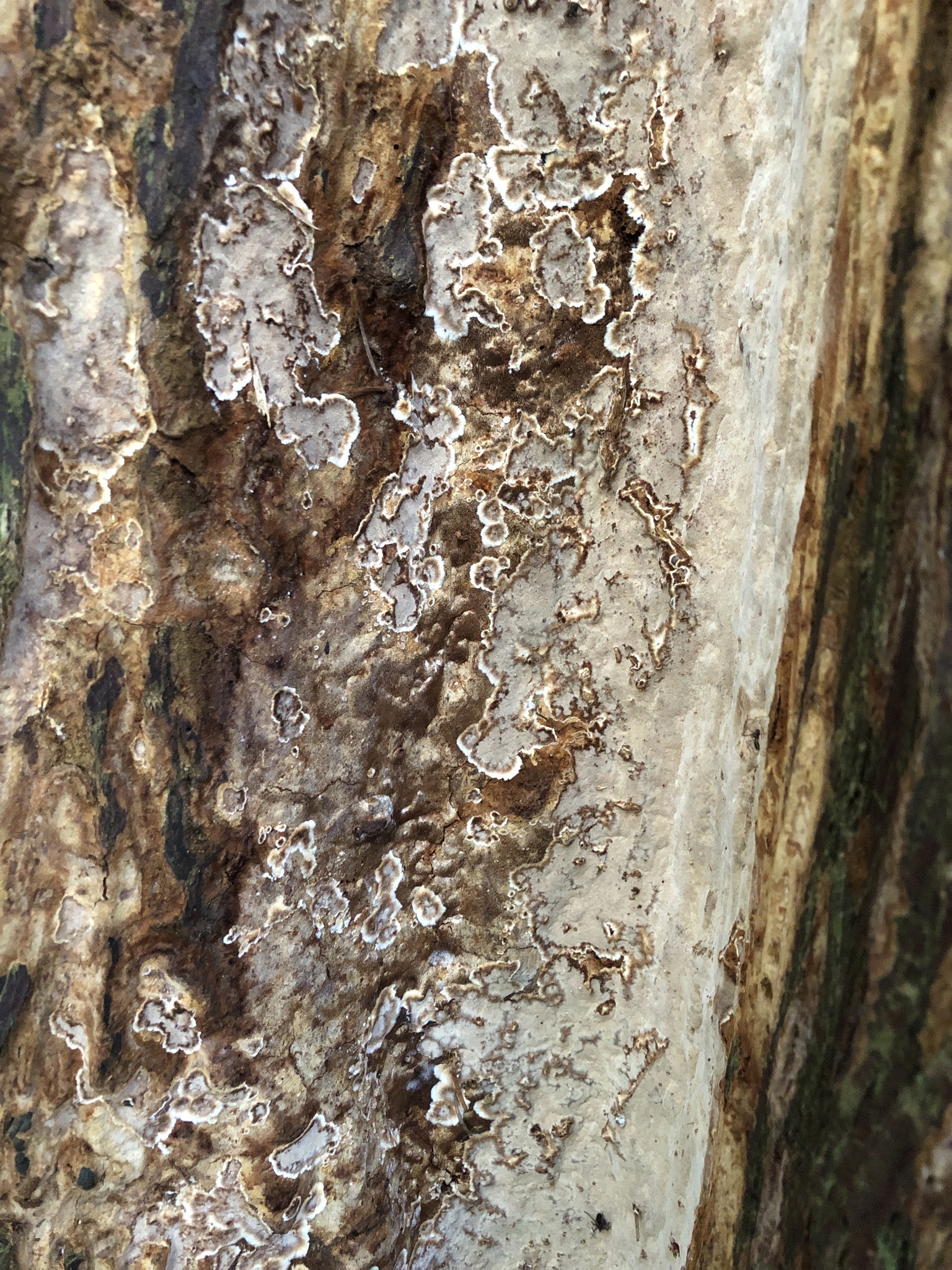 Coniferiporia weirii (Murrill) L.W.Zhou & Y.C.Dai