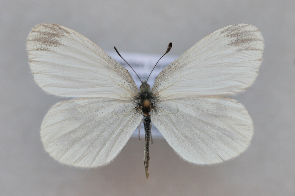 Réal's Wood White from 25540 Les, Provinz Lleida, Spanien on July 12 ...