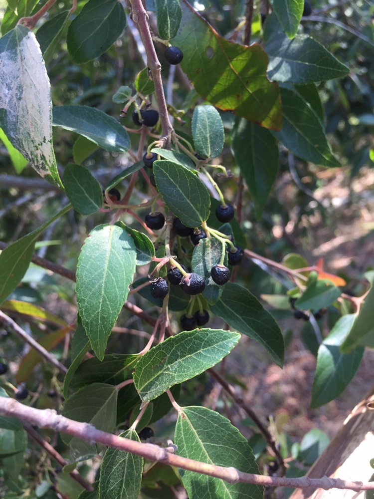 Aristotelia chilensis (Molina) Stuntz