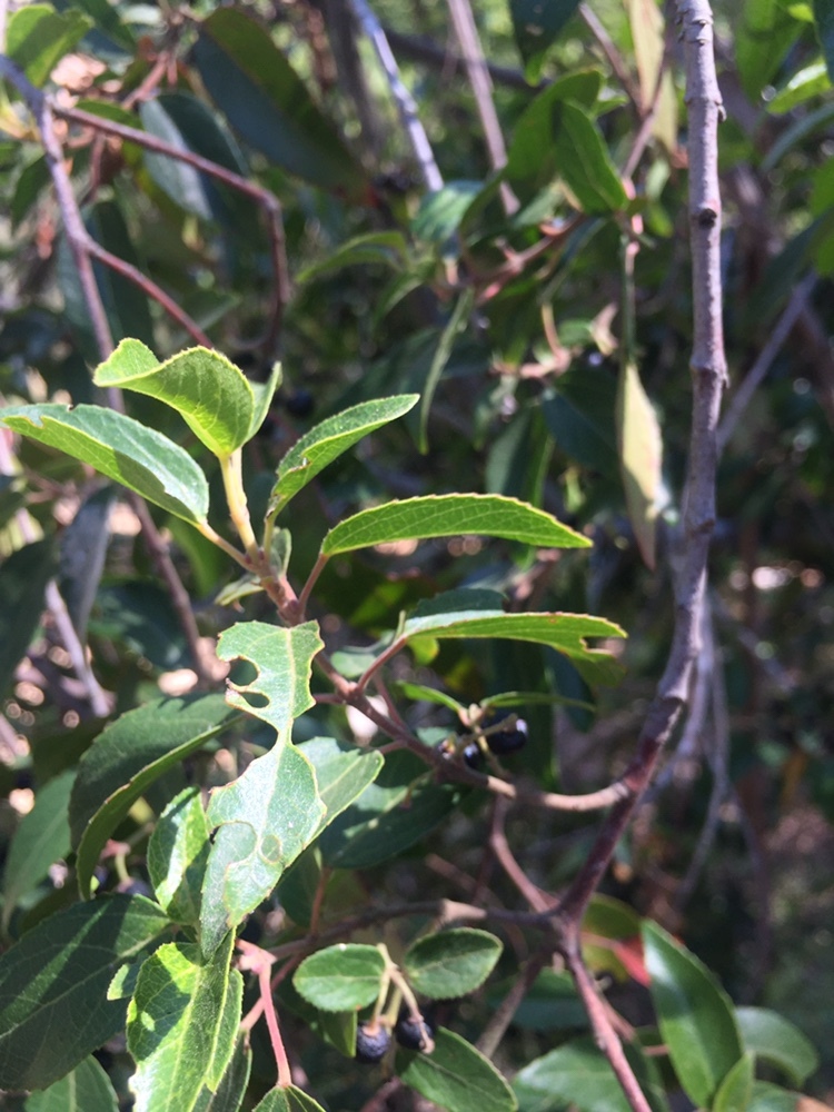 Aristotelia chilensis (Molina) Stuntz