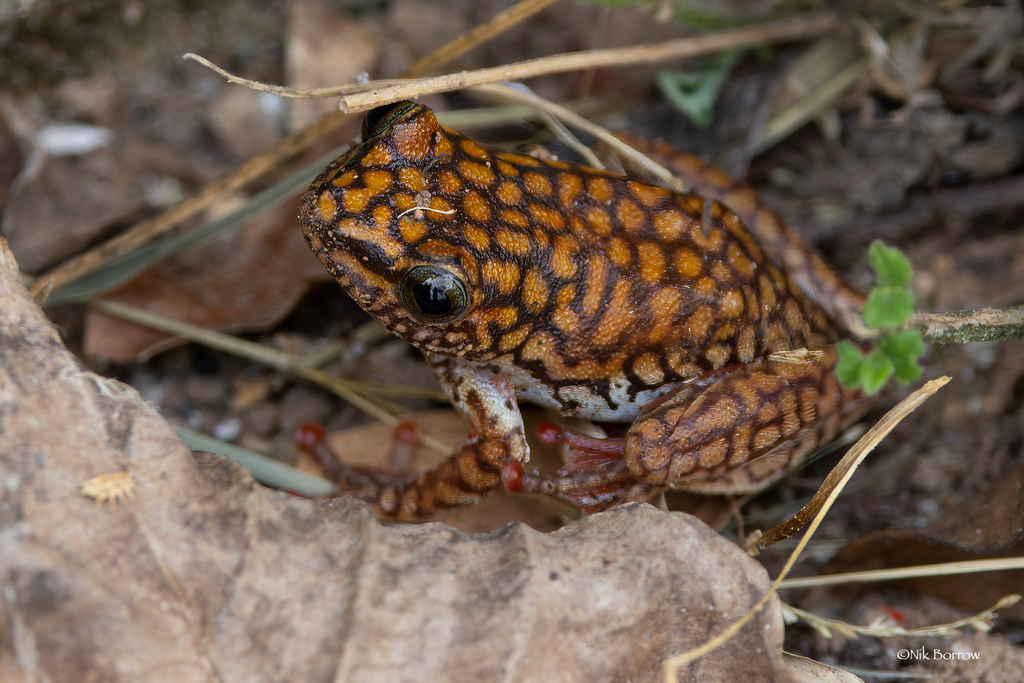 Dotted Reed Frog from Bia West, Ghana on January 10, 2023 at 01:26 PM ...