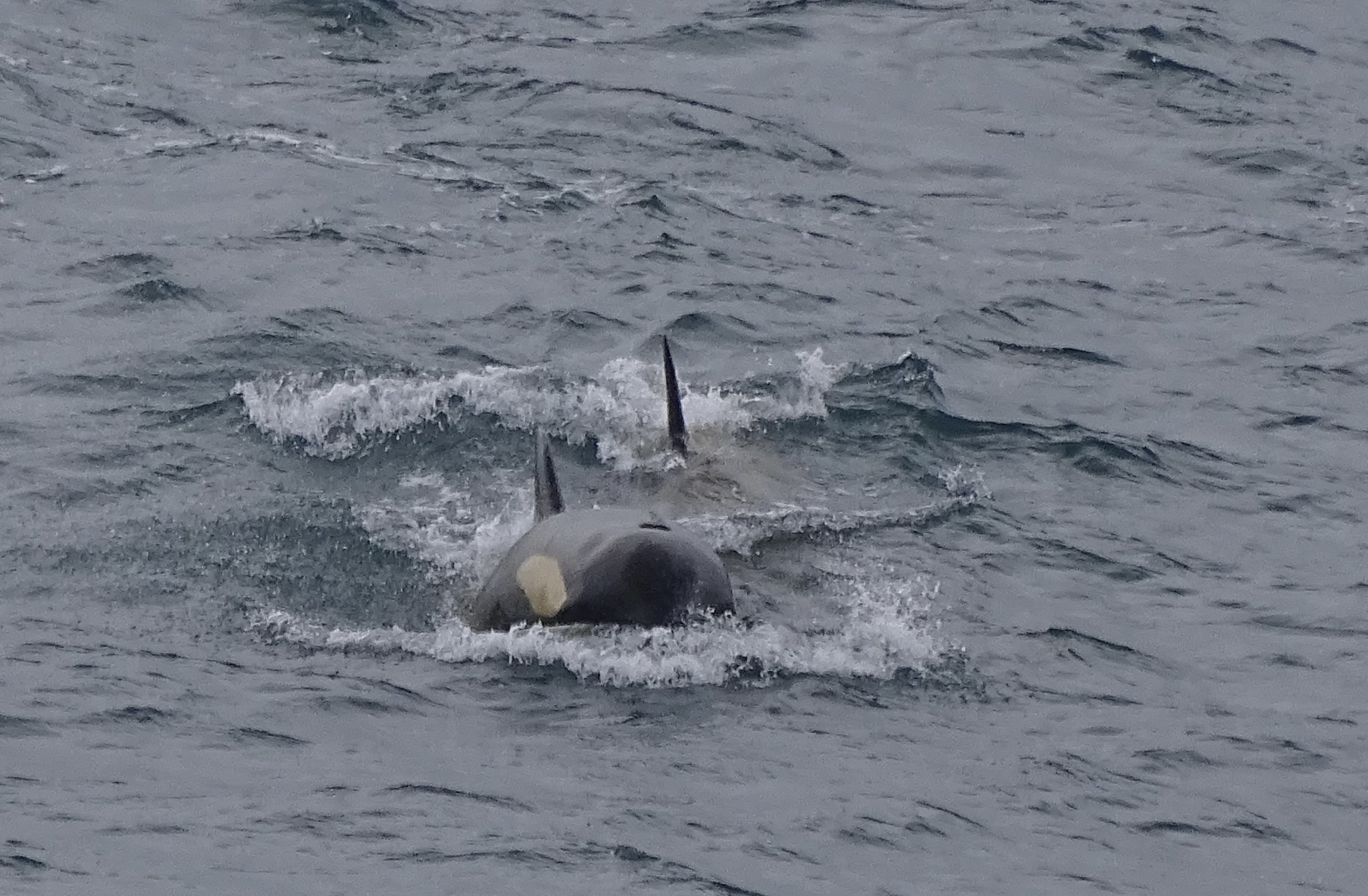 Orcinus orca (Linnaeus, 1758)