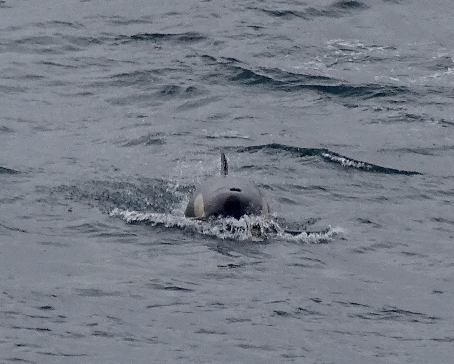 Orcinus orca (Linnaeus, 1758)