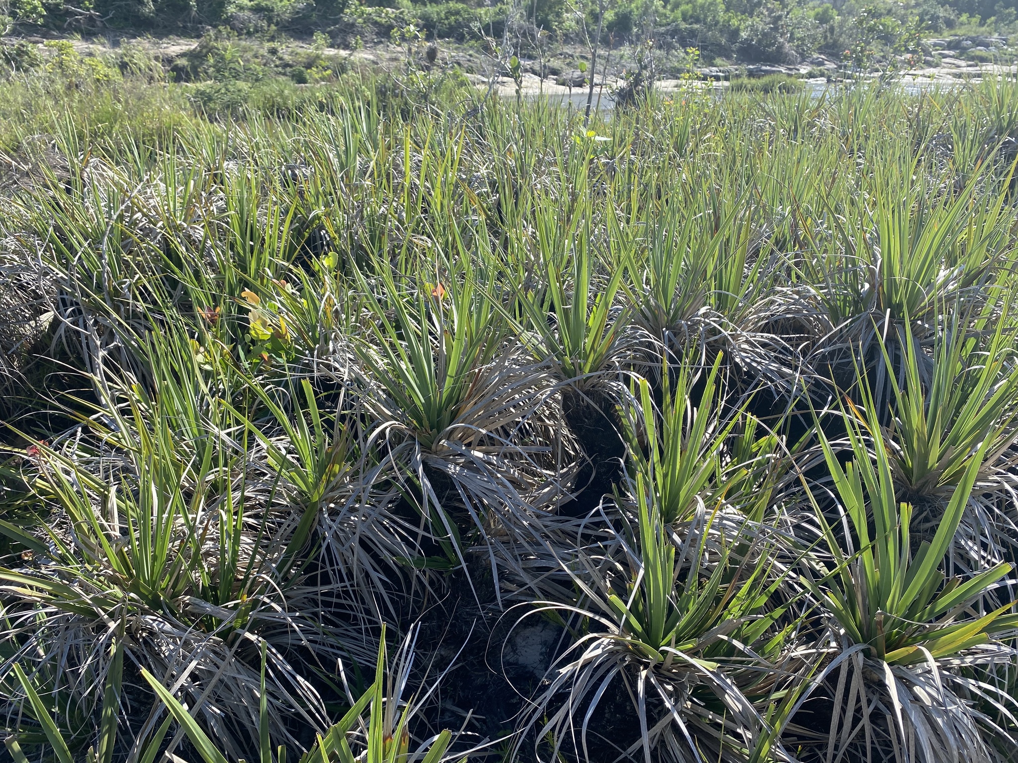 Prionium serratum (L.f.) Drège