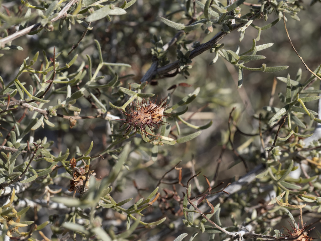 Littleleaf Rhatany from San Diego, California, United States on January ...