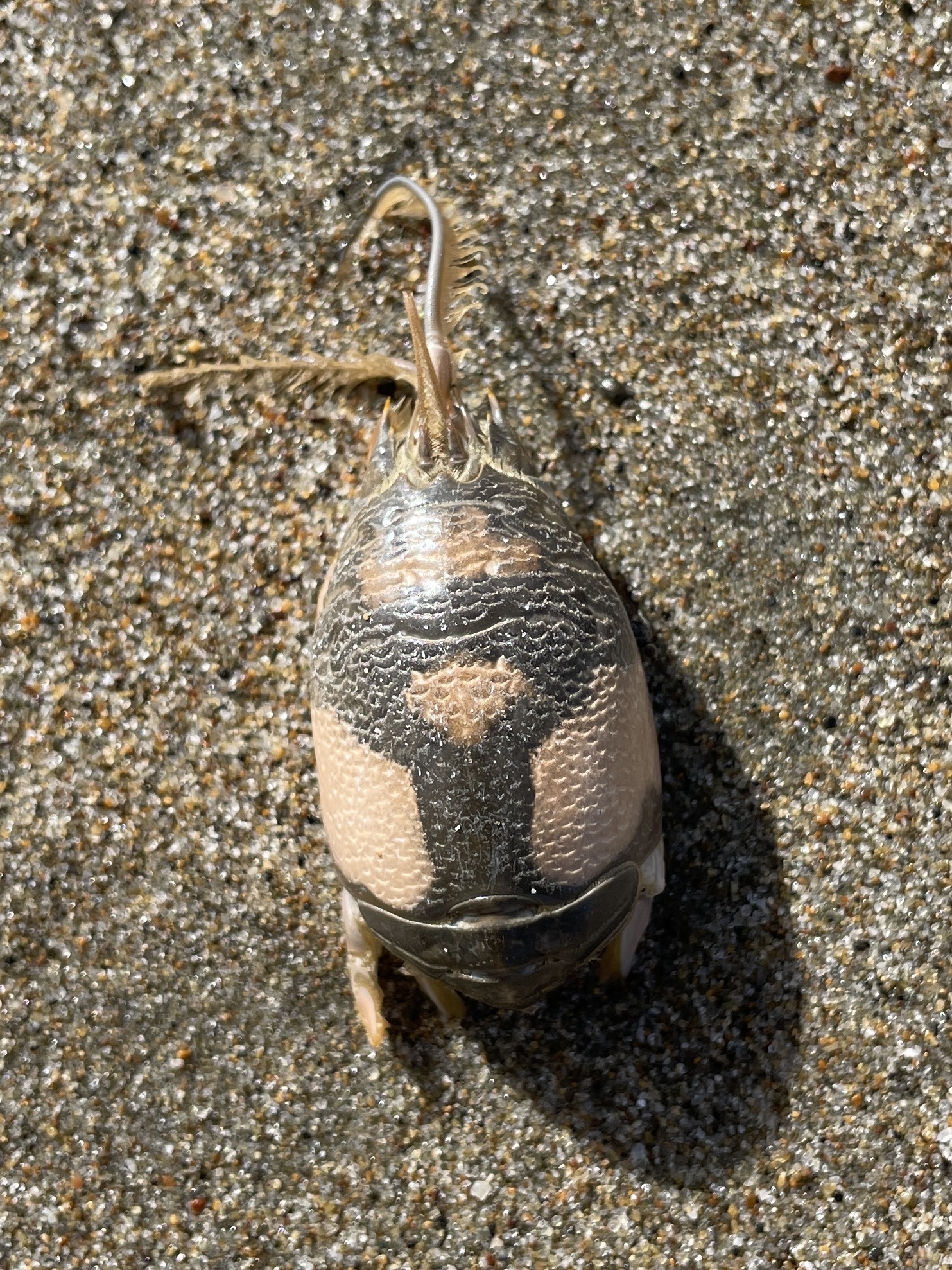 Emerita analoga (Stimpson, 1857)