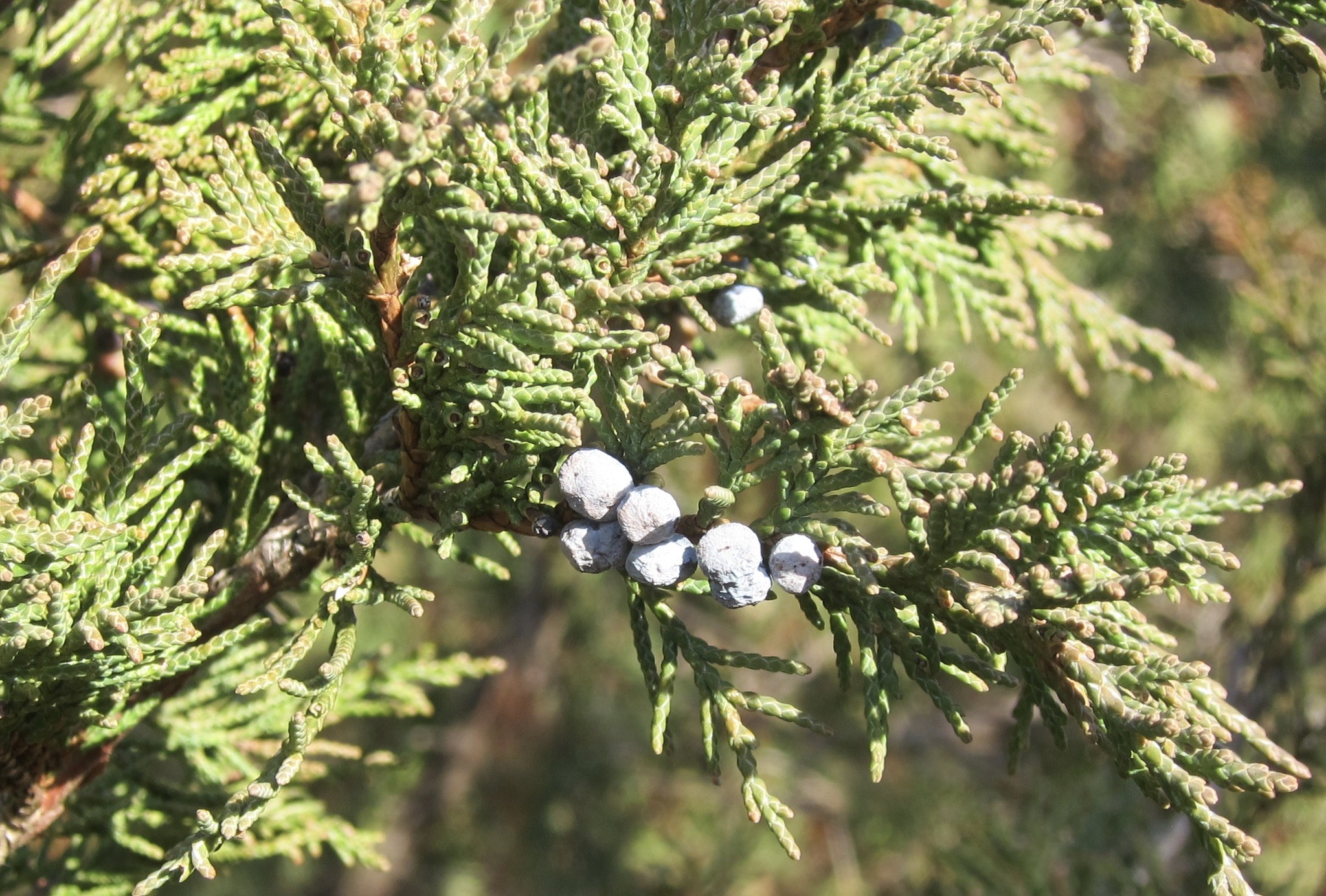 Juniperus scopulorum Sarg.
